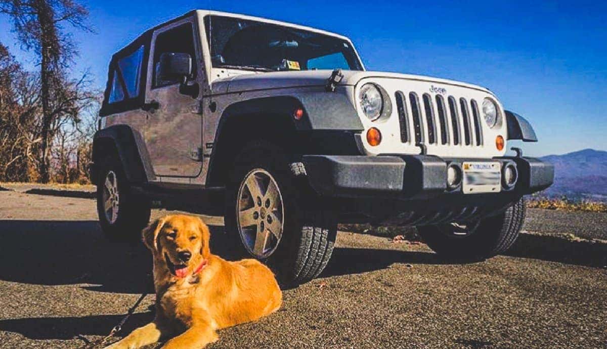 Pets Can Be Fun to Bring on Road Trips | Bill Luke Chrysler Jeep Dodge Ram
